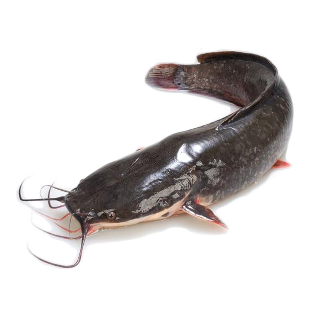 Frozen Catfish Big (3 pieces in 1bag) – TJ AND JJ FOODS
